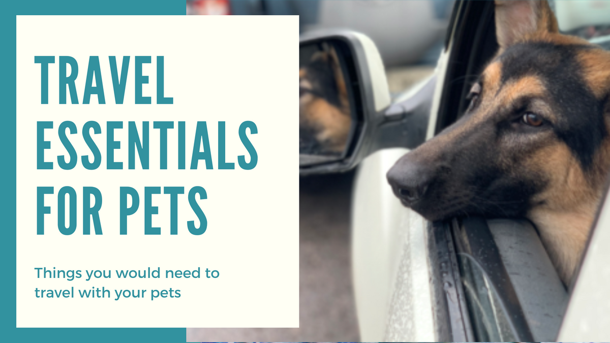 Travel essentials for pets: All you need – petstreetonline