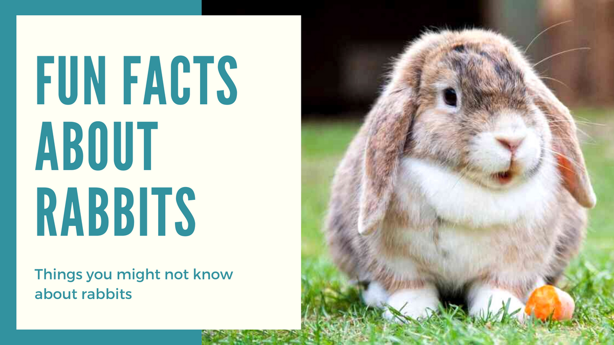 Fun facts: Things you might not know about Rabbits – petstreetonline